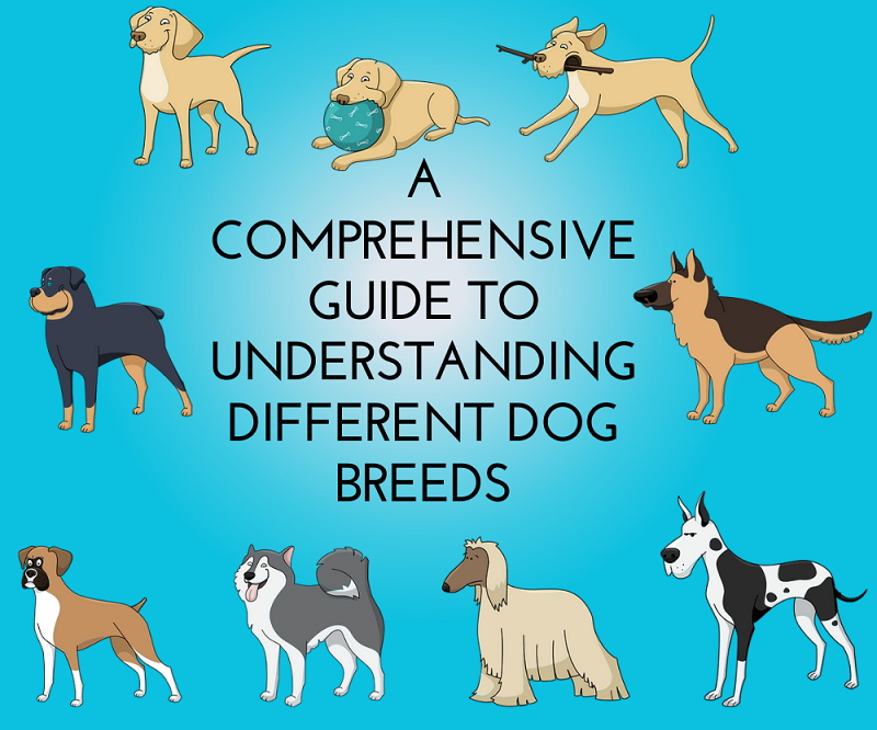 A Comprehensive Guide to Understanding Different Dog Breeds | Lake ...